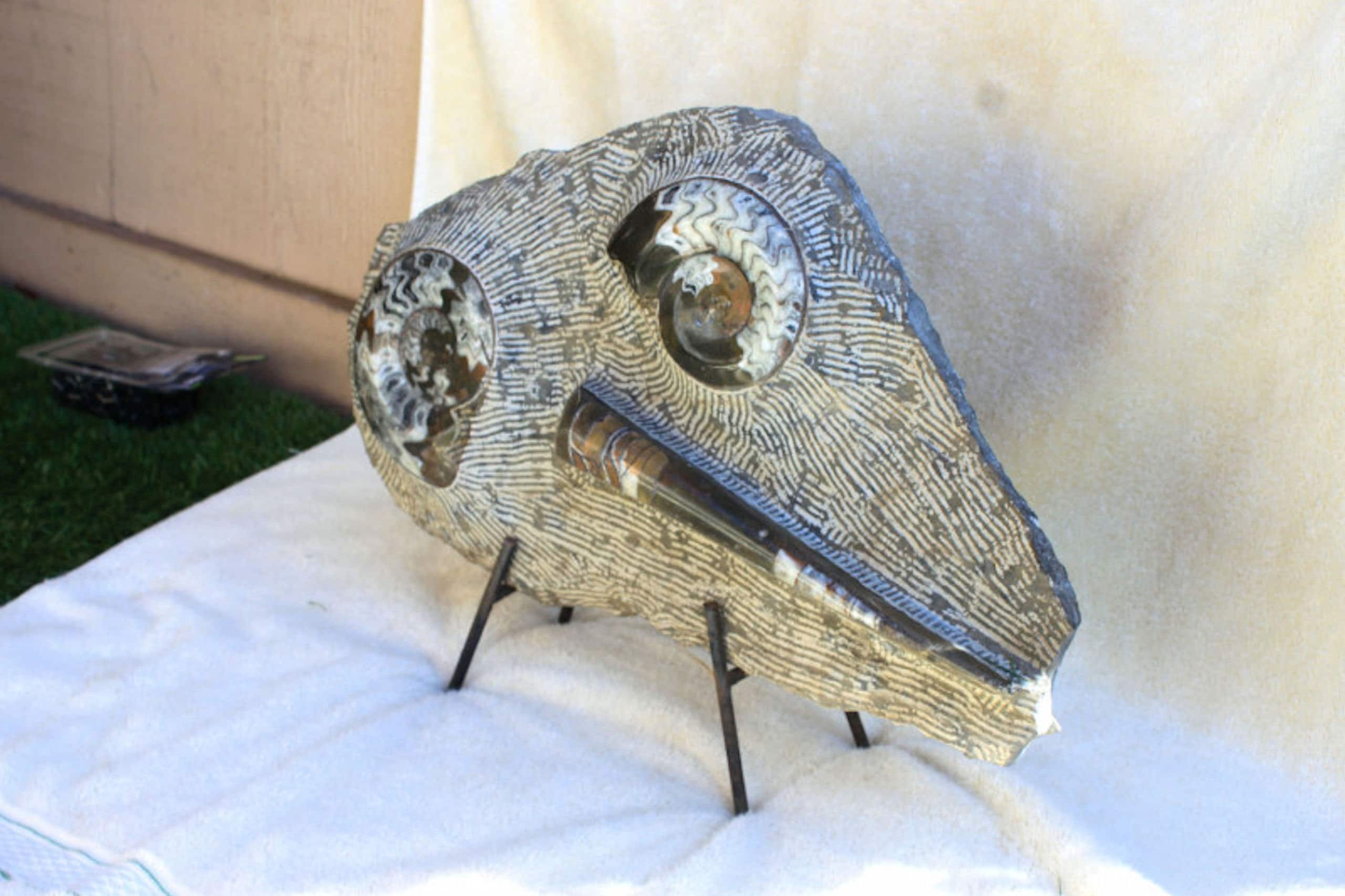African Fossil Display With Stand, Fossil Specimen, Collectors Piece - Etsy