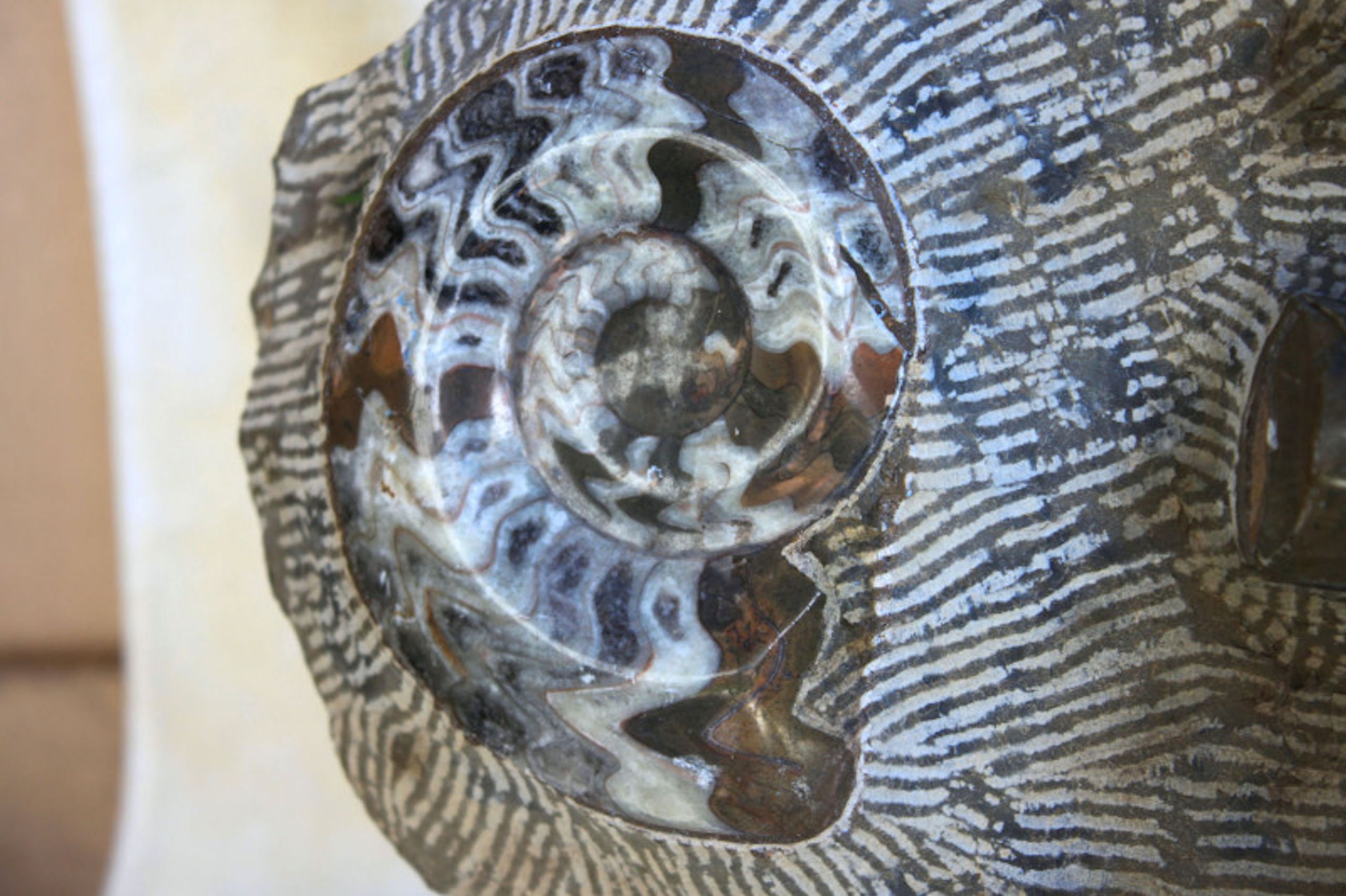 African Fossil Display With Stand, Fossil Specimen, Collectors Piece - Etsy