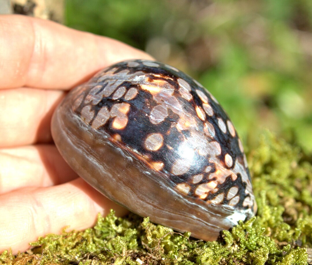 251.5 Ct. Large Hawaiian Humpback Cowrie Shell, Natural Giant Cowrie ...