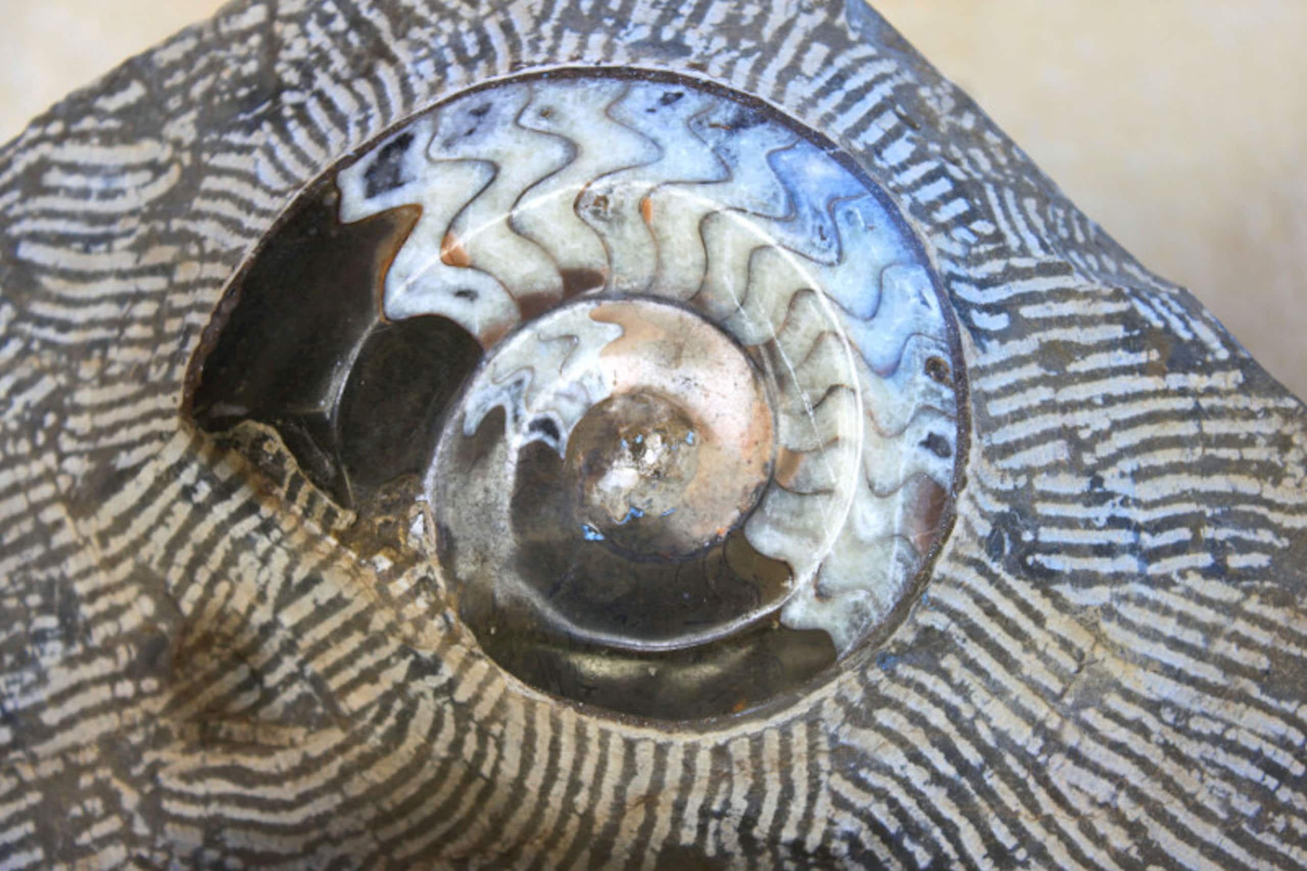 African Fossil Display With Stand, Fossil Specimen, Collectors Piece - Etsy