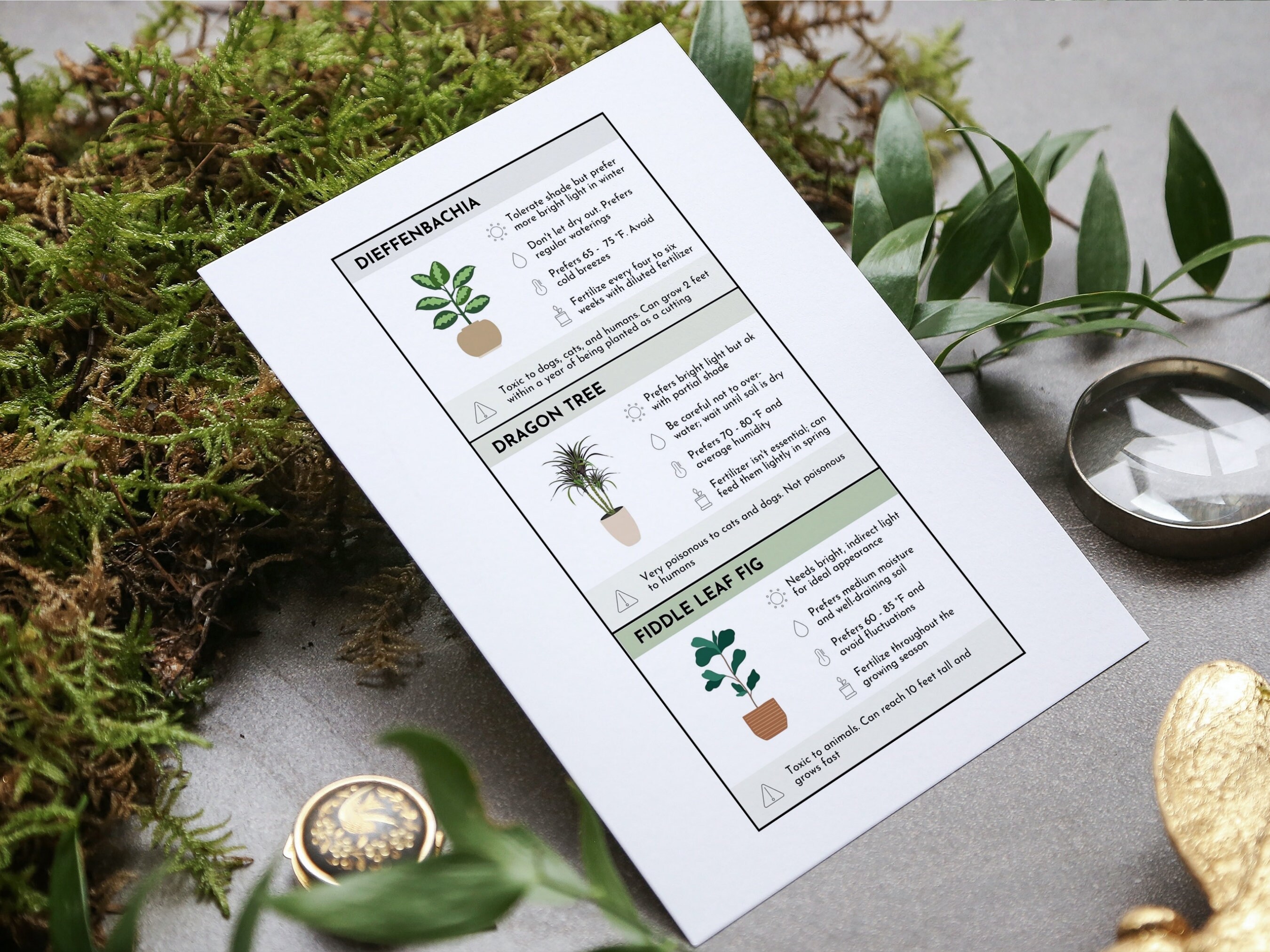 Plant Care Cards, Plant Labels, Indoor Printable Plant Care ...