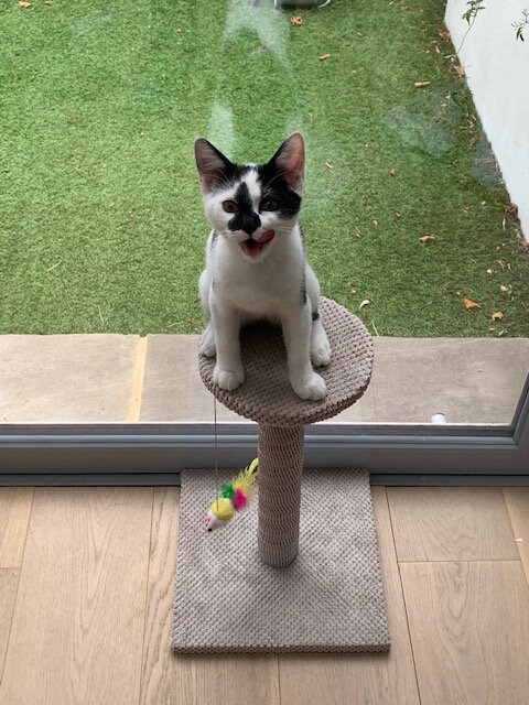 Purple Free Standing Scratching Post the Tower Scratcher - Etsy Canada