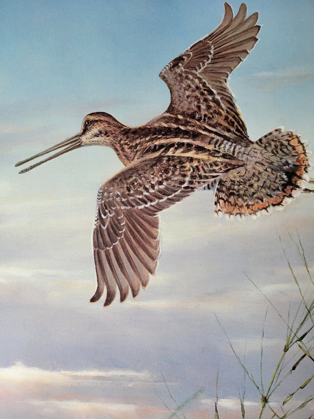 Wilson's Snipe - Signed, Limited Edition Lithograph, Owen Gromme - Etsy