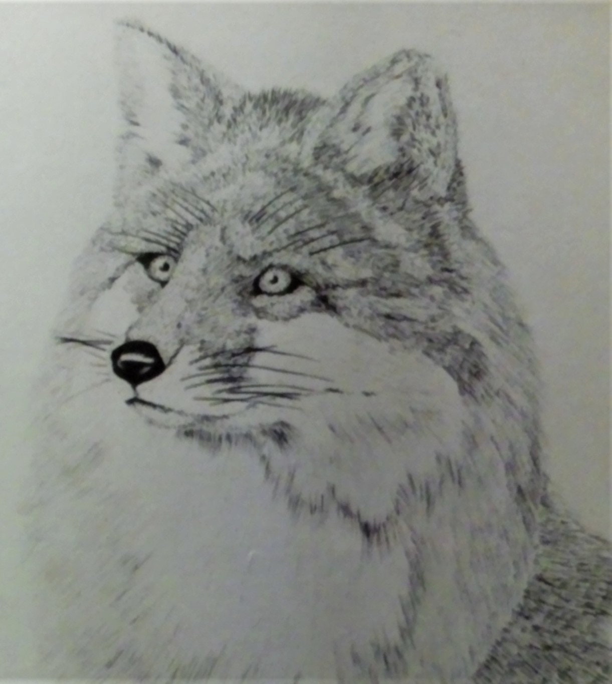 Wolf Pup - Pen and Ink Drawing, Duane Waddell - Etsy