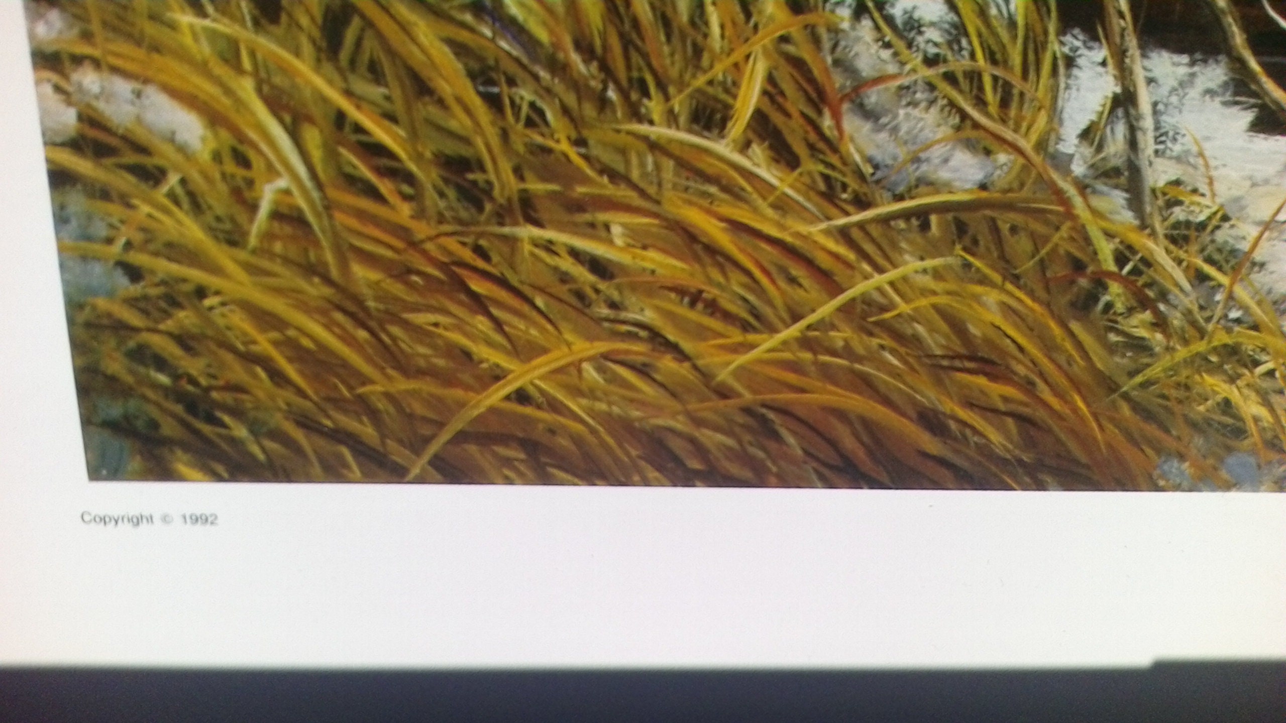 His Domain - Signed, Limited Edition Lithograph, Al Bertram - Etsy