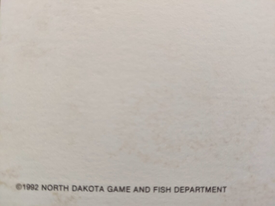 Blue Winged Teal Signed, Limited Edition Lithograph, With Stamp ...