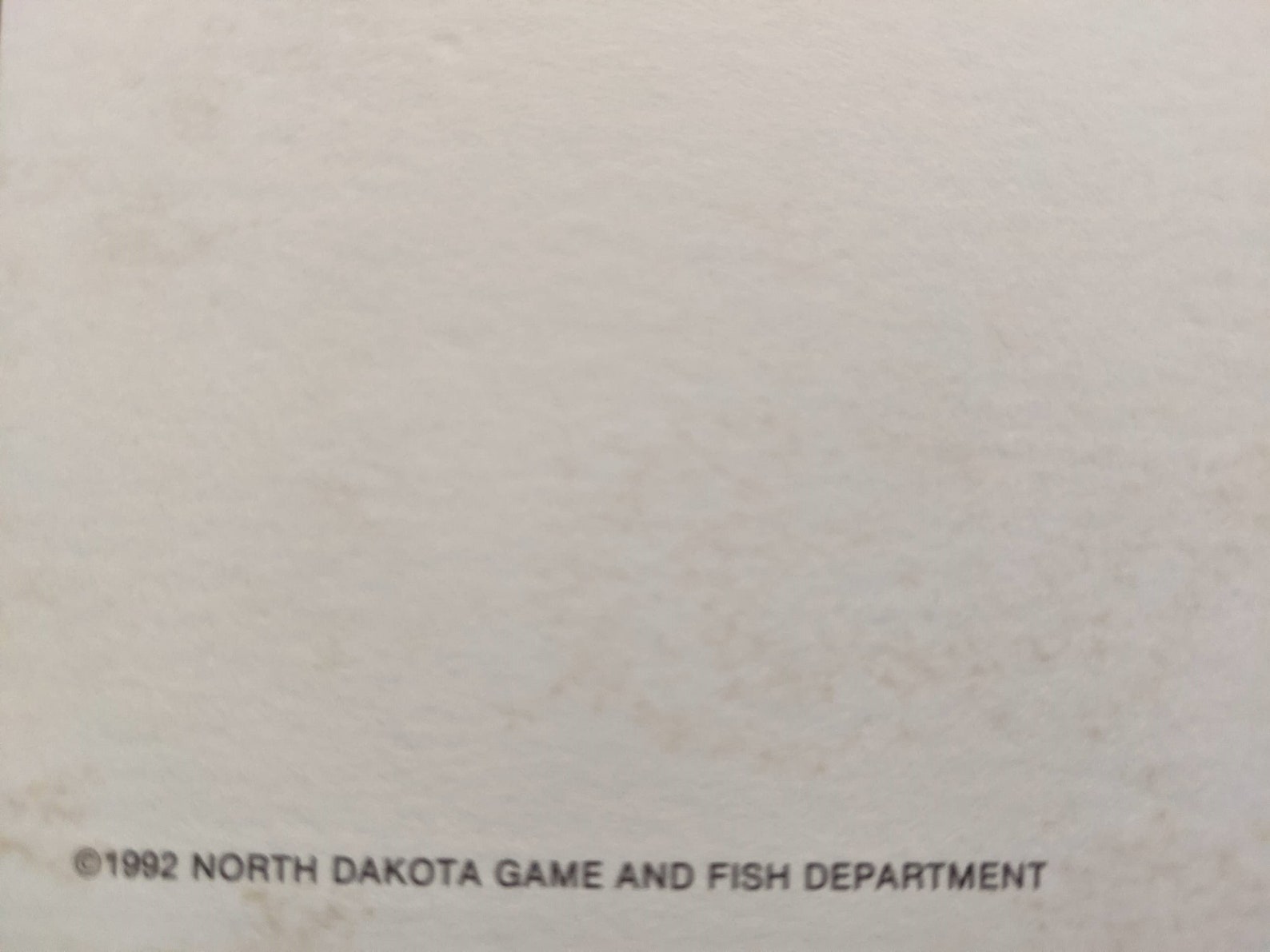 Blue Winged Teal Signed, Limited Edition Lithograph, With Stamp ...