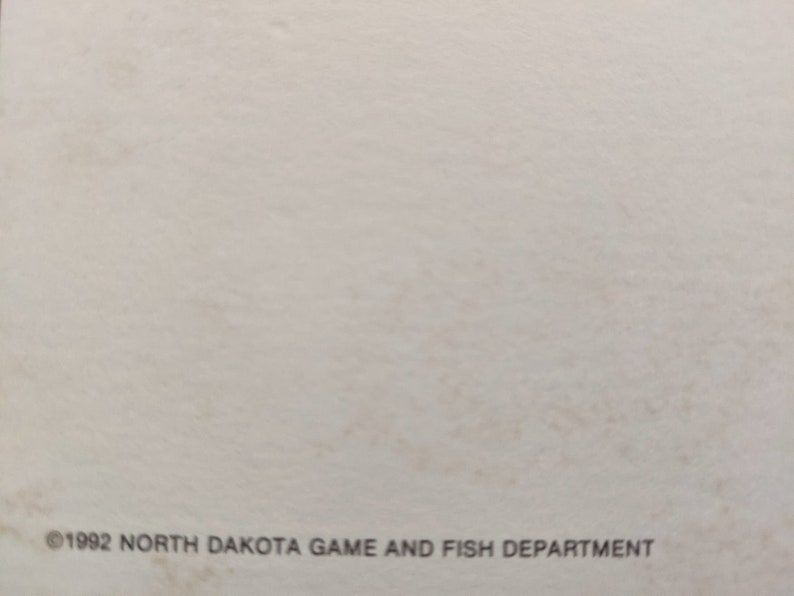 Blue Winged Teal Signed, Limited Edition Lithograph, With Stamp ...