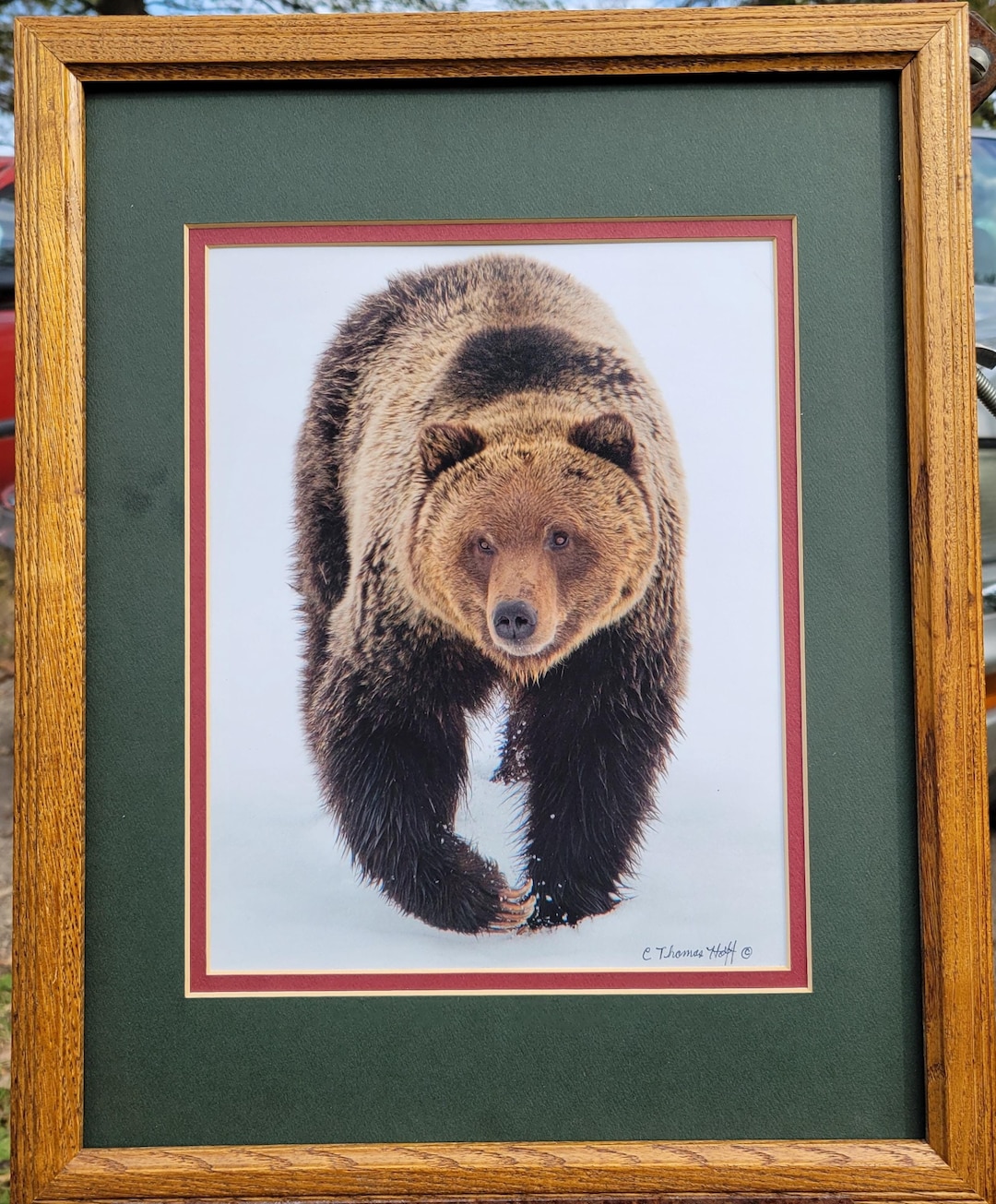 Jack the Golden Bear - Signed, Color Photo, C Thomas Hoff - Etsy