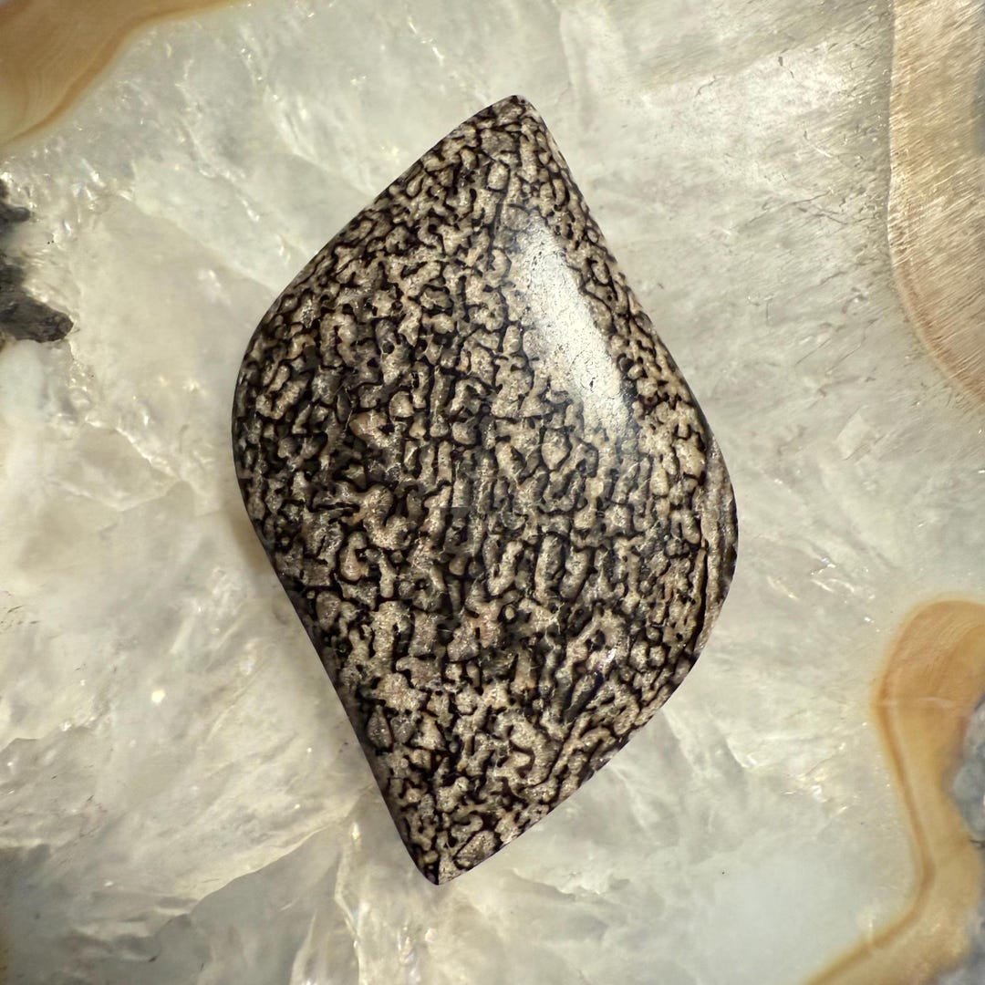 Mineralized Dinosaur Bone Designer Cabochon, Black, Brown, and White ...