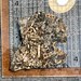 Turritella Agate Slab, Rough Slice for Lapidary, Stone Specimen, Fossil ...
