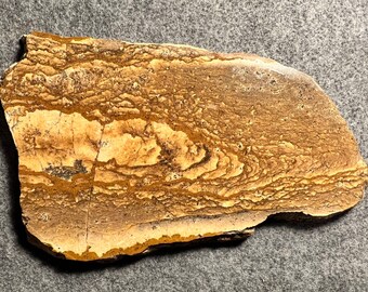 Turritella Agate Slab, Rough Slice for Lapidary, Stone Specimen, Fossil ...