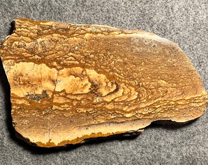 Turritella Agate Slab, Rough Slice for Lapidary, Stone Specimen, Fossil ...