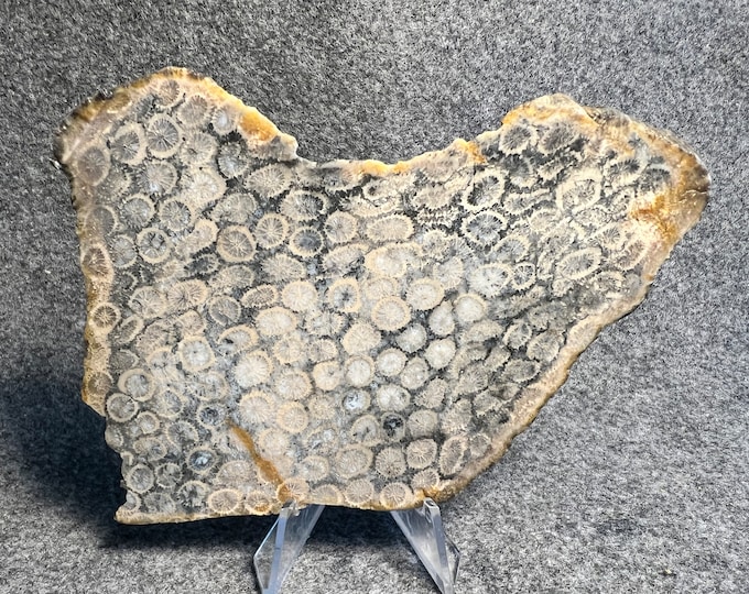 Fossil Coral in Agate Slab, Rough Lapidary Slice, Stone Specimen ...
