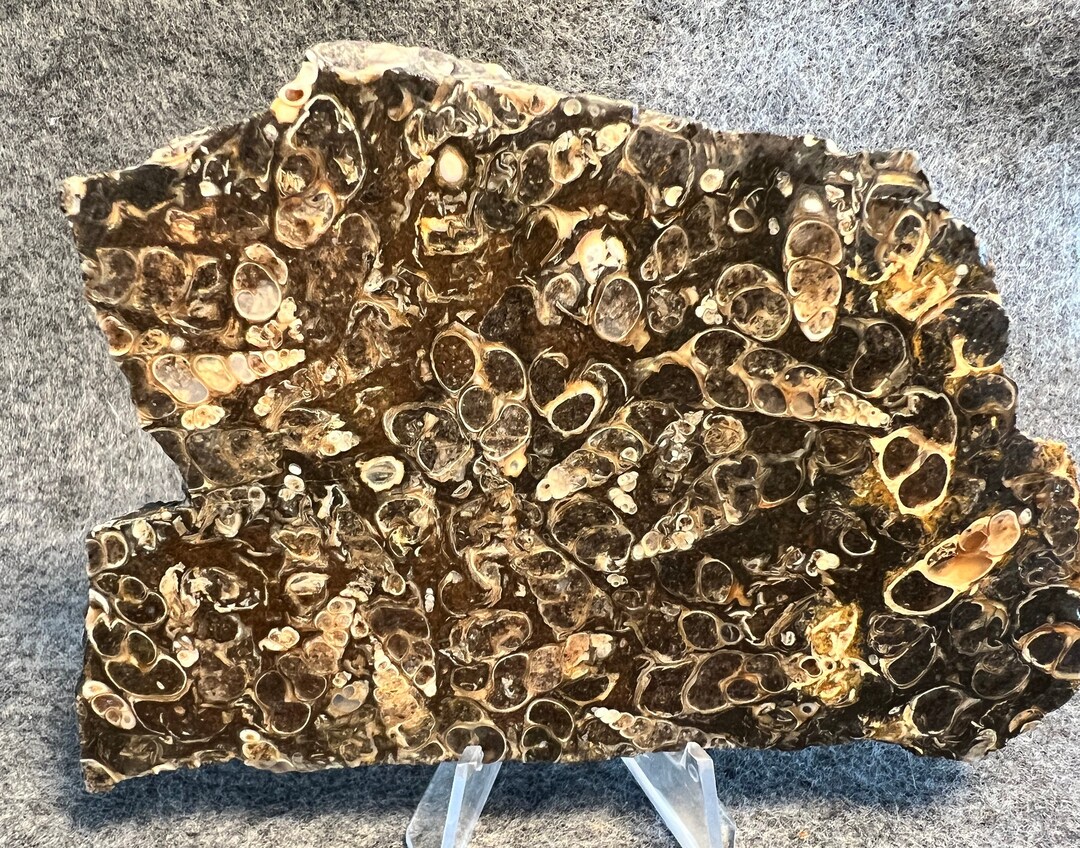 Turritella Agate Slab, Rough Slice for Lapidary, Stone Specimen, Fossil ...