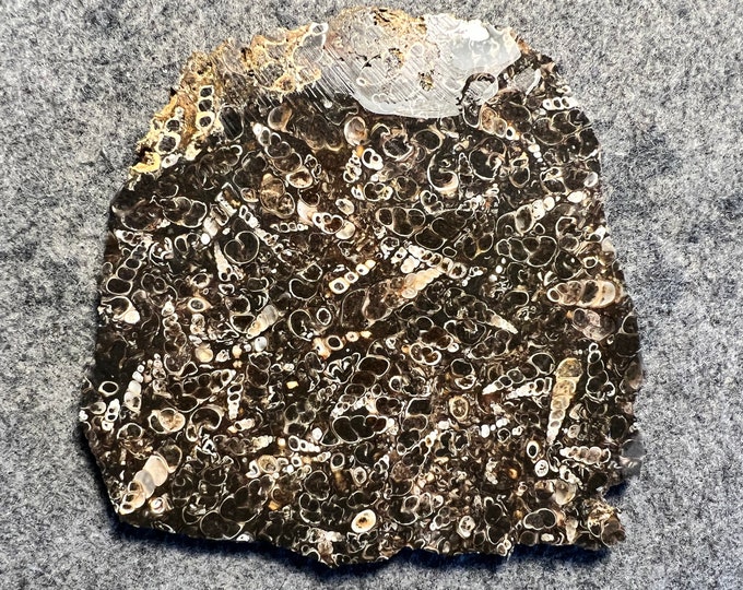 Turritella Agate Slab, Rough Slice for Lapidary, Stone Specimen, Fossil ...