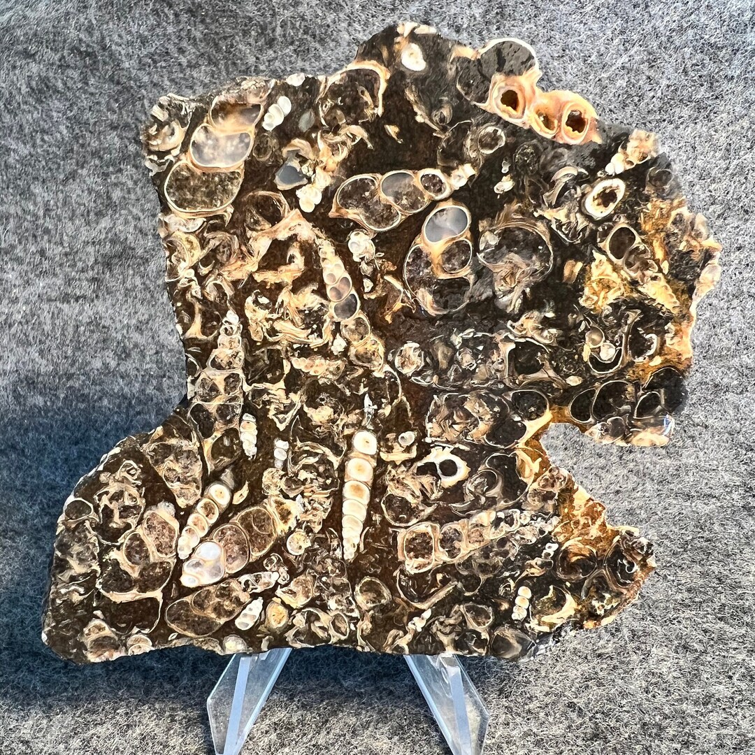 Turritella Agate Slab, Rough Slice for Lapidary, Stone Specimen, Fossil ...