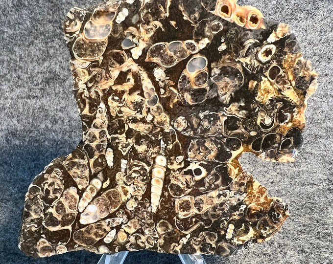 Turritella Agate Slab, Rough Slice for Lapidary, Stone Specimen, Fossil ...
