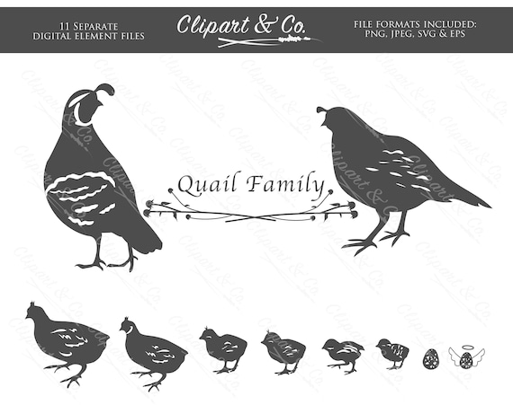 Quail Decal SVG Quail SVG Quail Stencil Quail Vector | Etsy