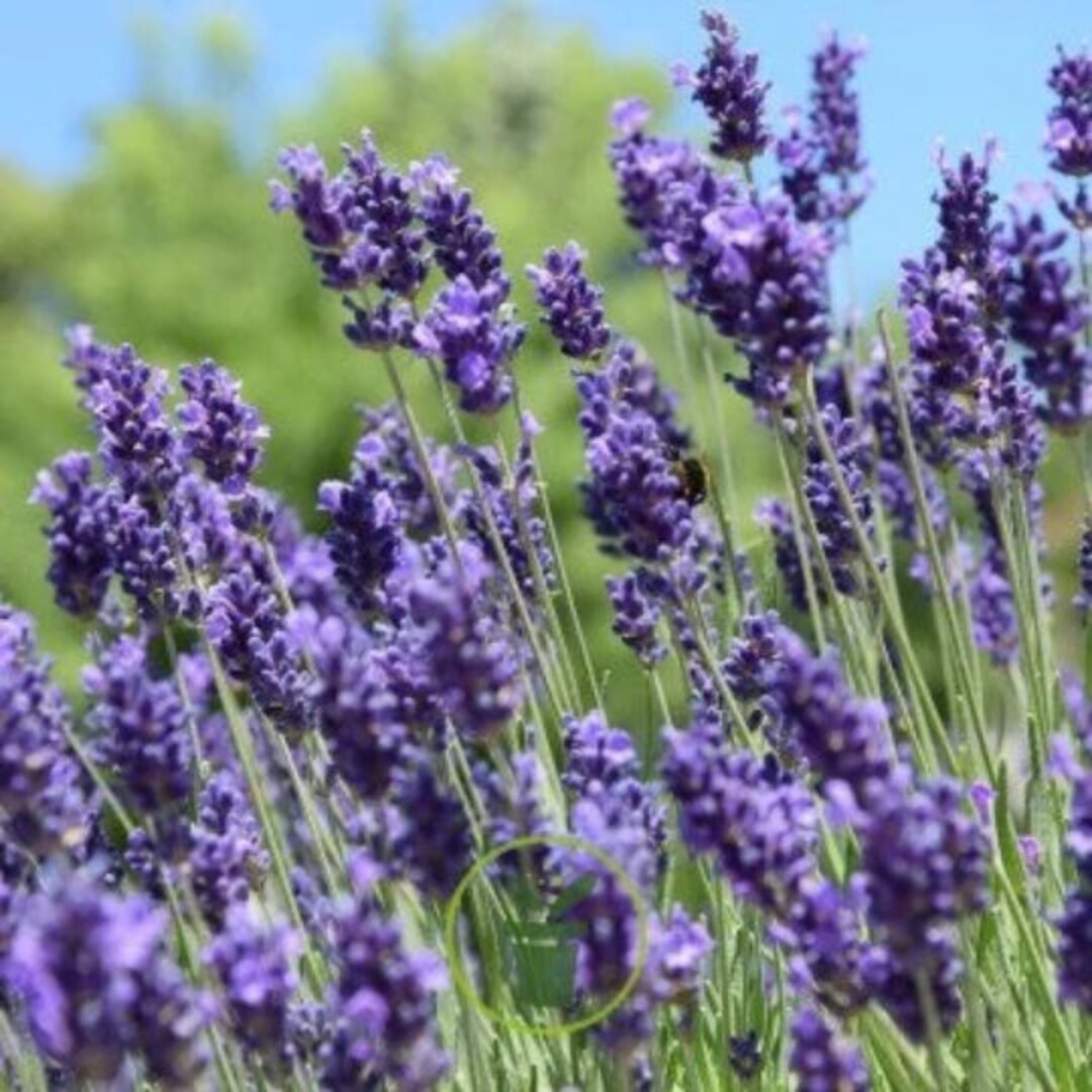Lavender, Lavender Flower, Lavender Herbal Tea, Products From My Garden ...