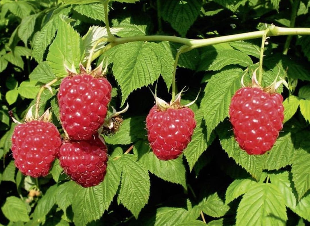 Dried Leaves, RASPBERRY, RASPBERRY Leaves, Herbs, Spices, Products From ...