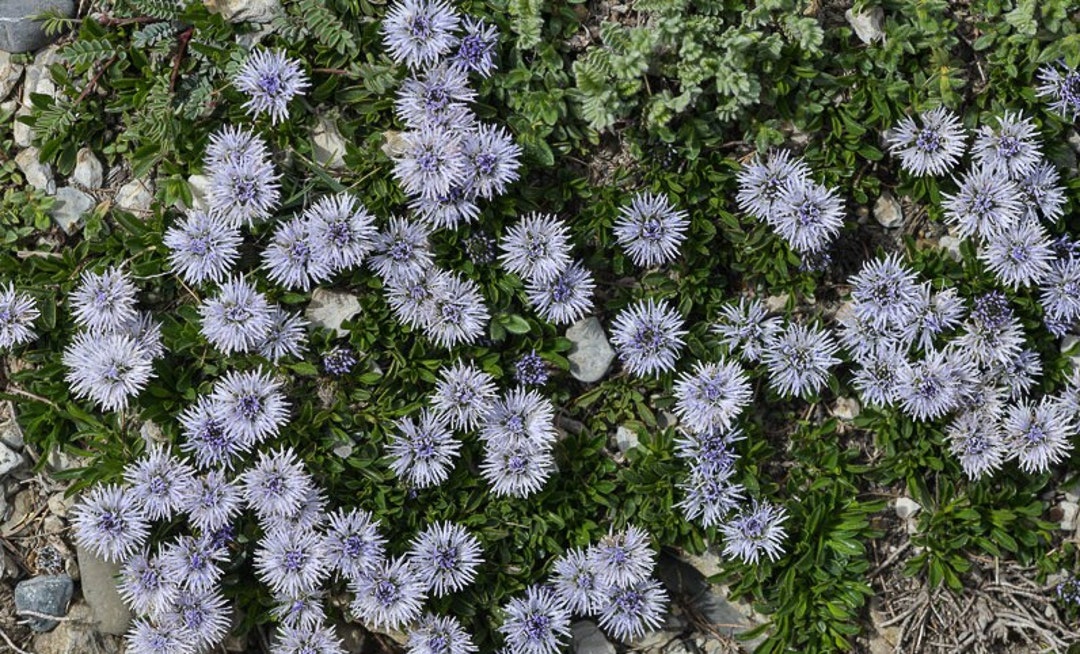 Dried Leaves of Globular Bushy, Globularia Alypum, Turbit Leaves ...