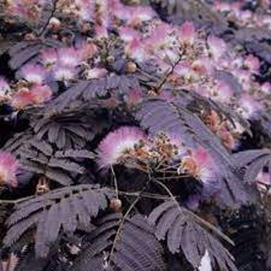 Albizia Julibrissin Seeds, Summer Chocolate, Silk Tree, Organic Seeds ...