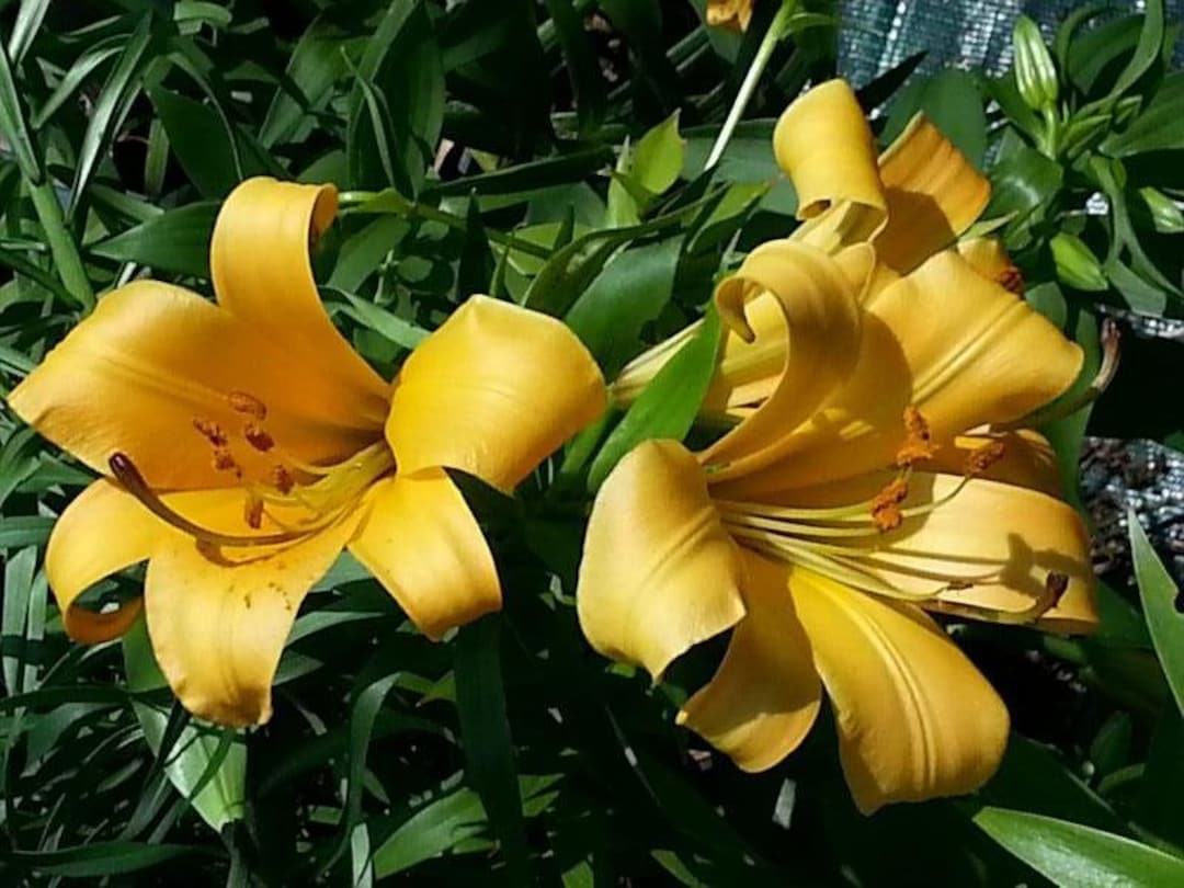 African Queen Yellow Trumpet Lily, Trumpet Lily Seeds, Products From My ...