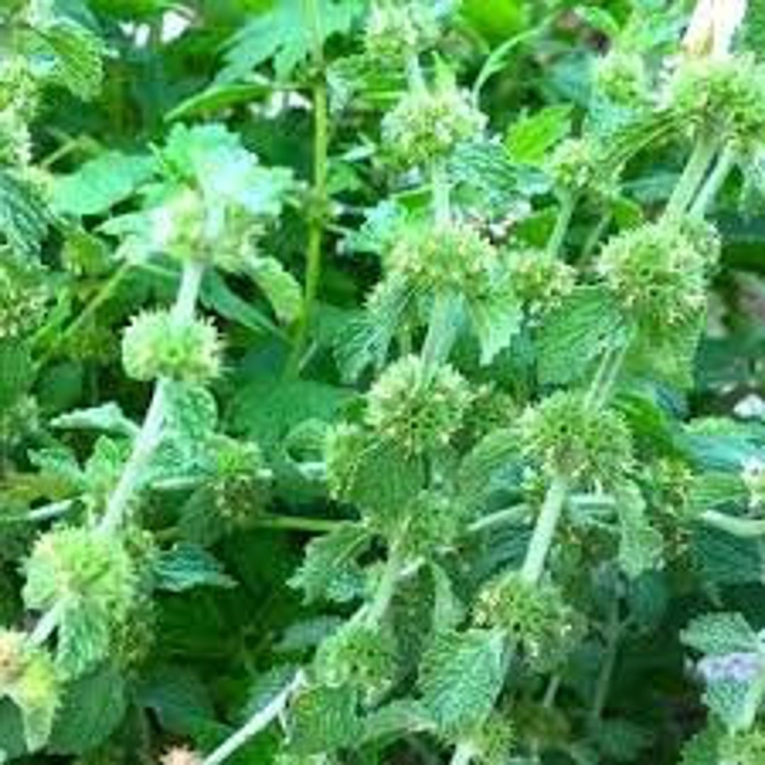 Dried Leaves of White Horehound, Marrubium Vulgare, Leaves and Stems of ...