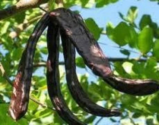 Carob Tree, Dried Leaves, Carob Leaves, Organic Carob Tree, Untreated ...
