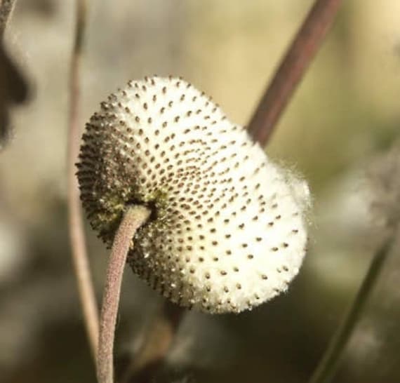 Seeds & Seed Bombs Outdoor & Gardening Anemone hupehensis,Anemone of ...