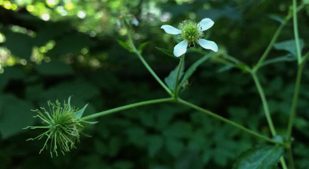 Dried Leaves of Common Avens, Geum Canadense, White Avens, Leaves and ...