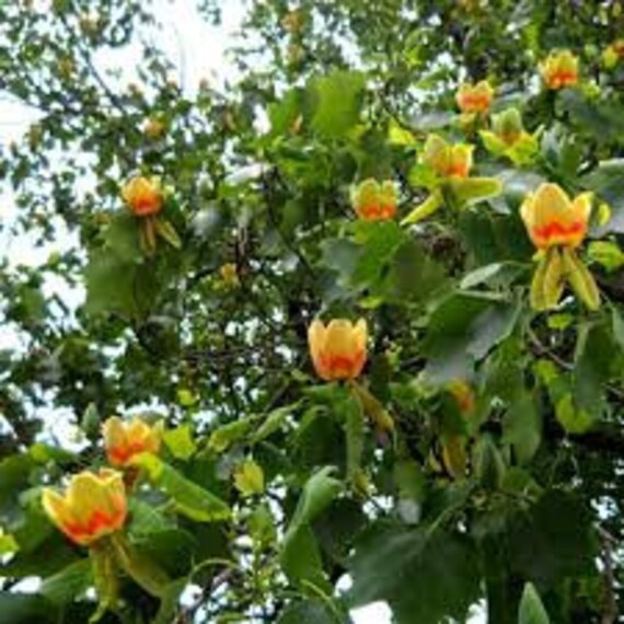 Liriodendron tulipifera Lily Tree 5 Virginia Tulip Tree Seeds Craft ...