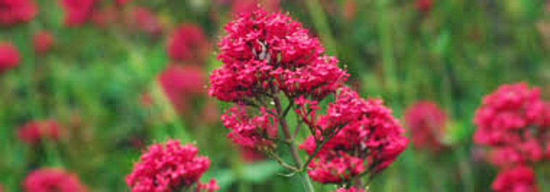 Centranthus Red Centranthus Seeds Centranthus Ruber Spanish - Etsy ...