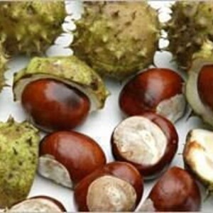 Marronnier of India non-edible chestnut seeds dried | Etsy