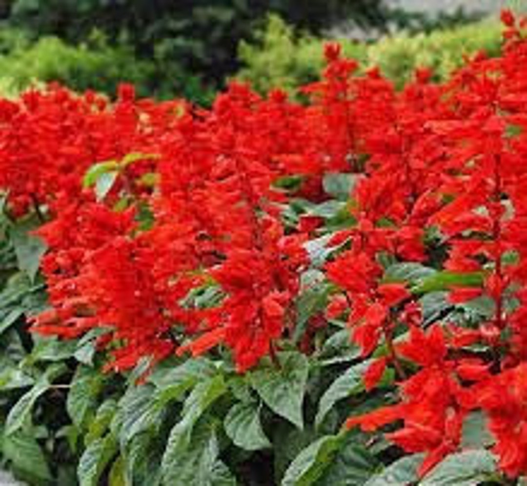 Salvia Splendens Seeds, Red Sage, Scarlet Sage, Splendid Sage, Radiant ...