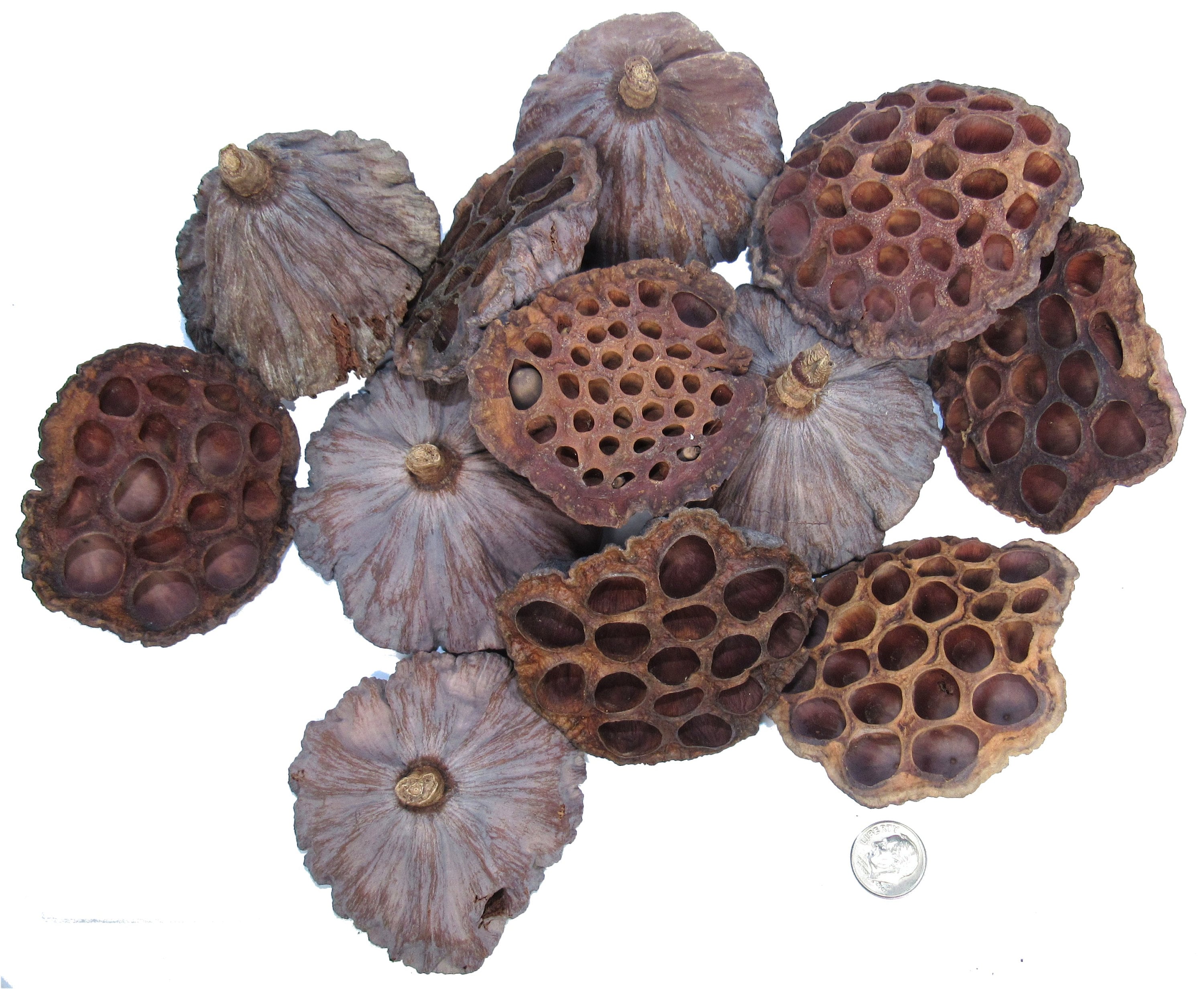LOTUS POD LOT Natural Botanical Dried Seed Pods for Crafting, Potpourri ...
