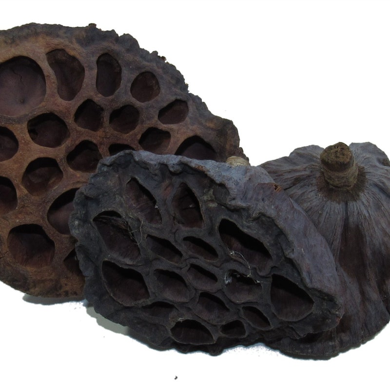 Dried Seed Pods - Etsy