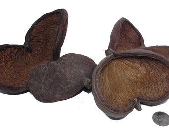 Heart Shaped Seed Pod - Etsy