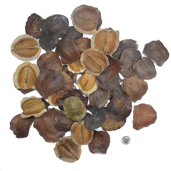 Dried Seed Pods - Etsy