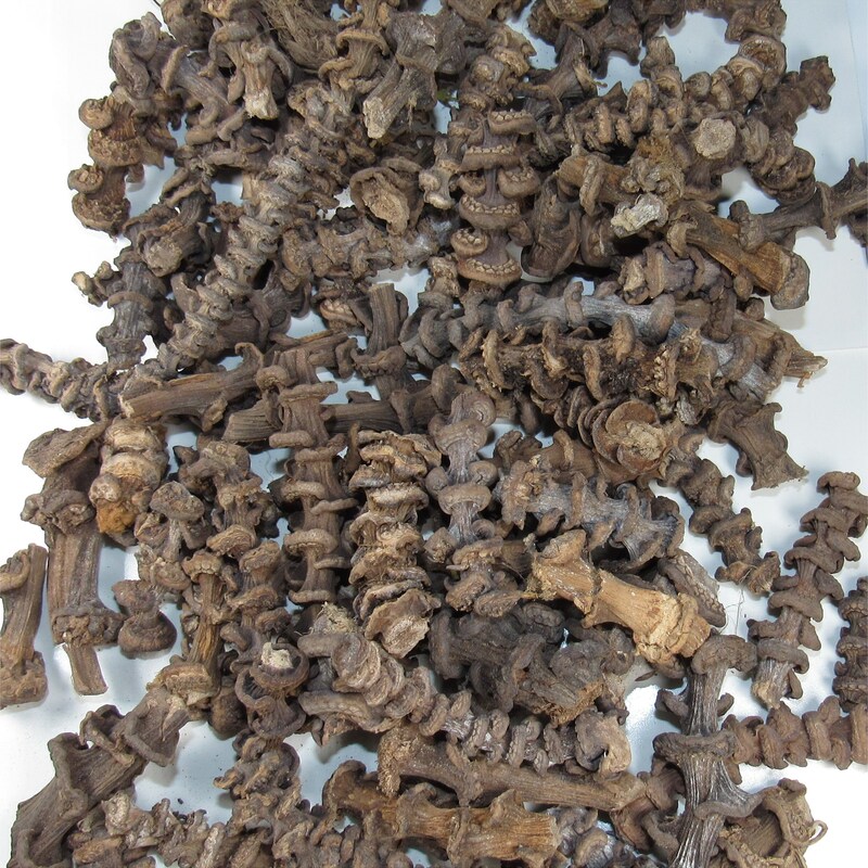 Dried Seed Pods Etsy