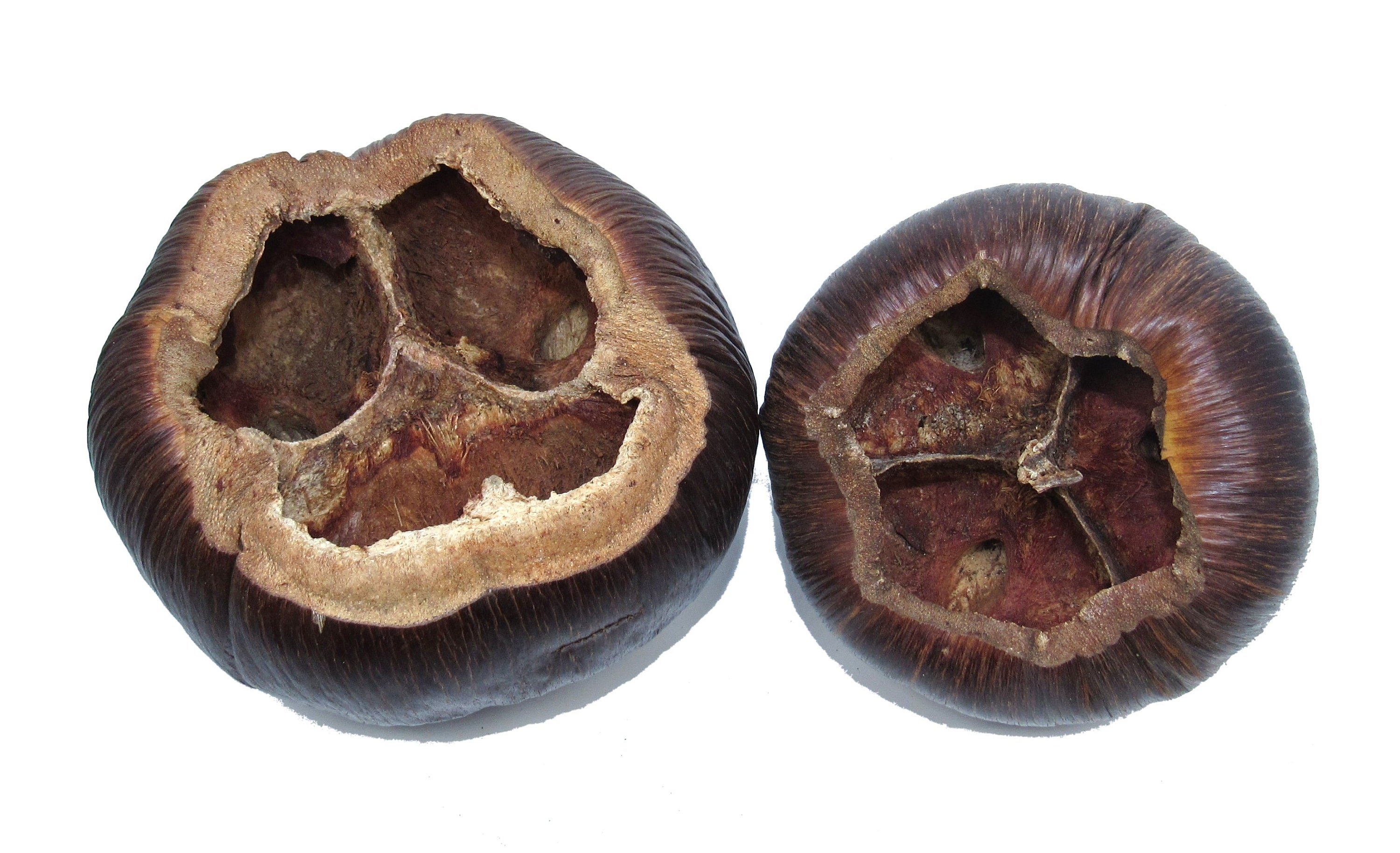 Large DRIED TALAMI PODS Palmyra Palm Fruit for Blackwater Aquariums ...