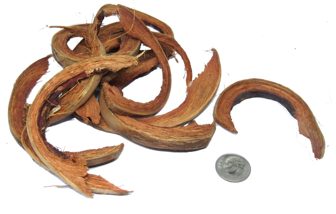 COCO CURLS Crafts Floral Arrangements Potpourri Natural Home Decor New ...