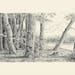 Forest Ink Drawing, Forest by the River Drawing, Landscape, Forest ...