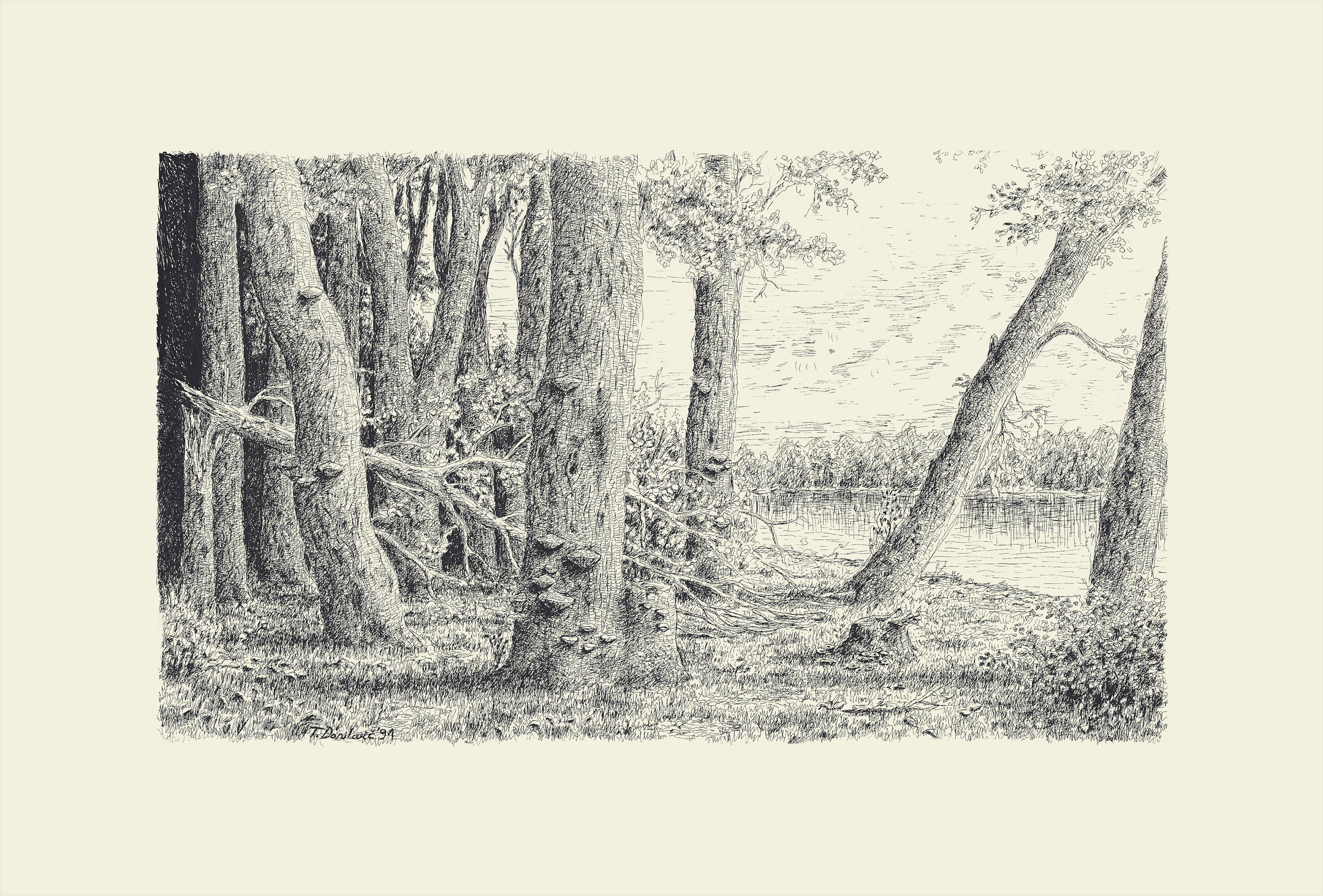 Forest Ink Drawing, Forest by the River Drawing, Landscape, Forest ...
