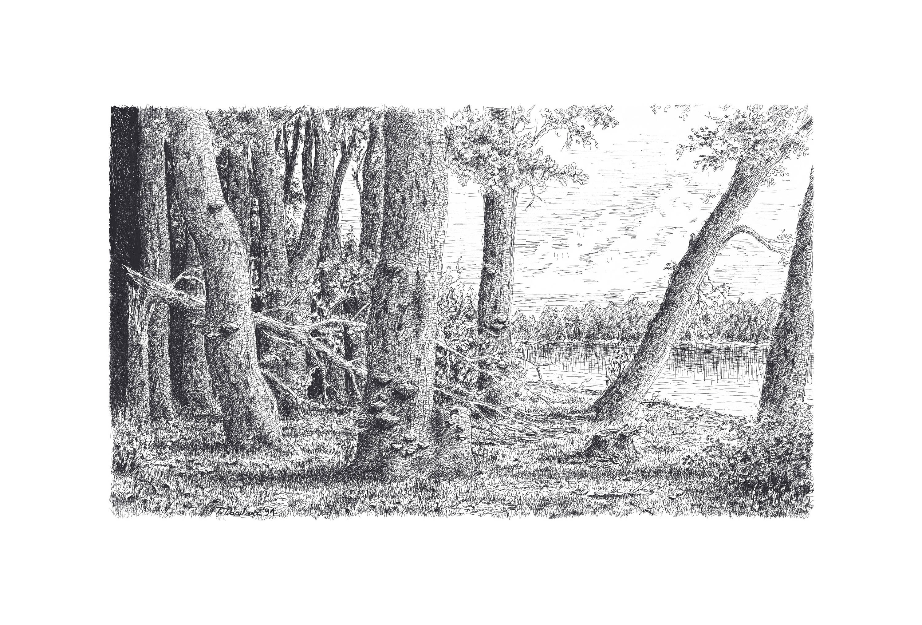 Forest Sketch Drawing