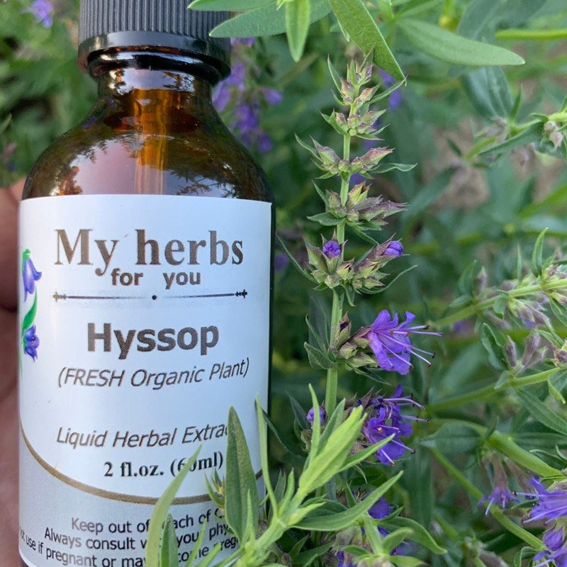 Hyssop - Etsy