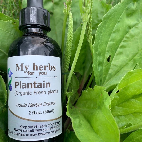 Plantain Infused Oil - Etsy