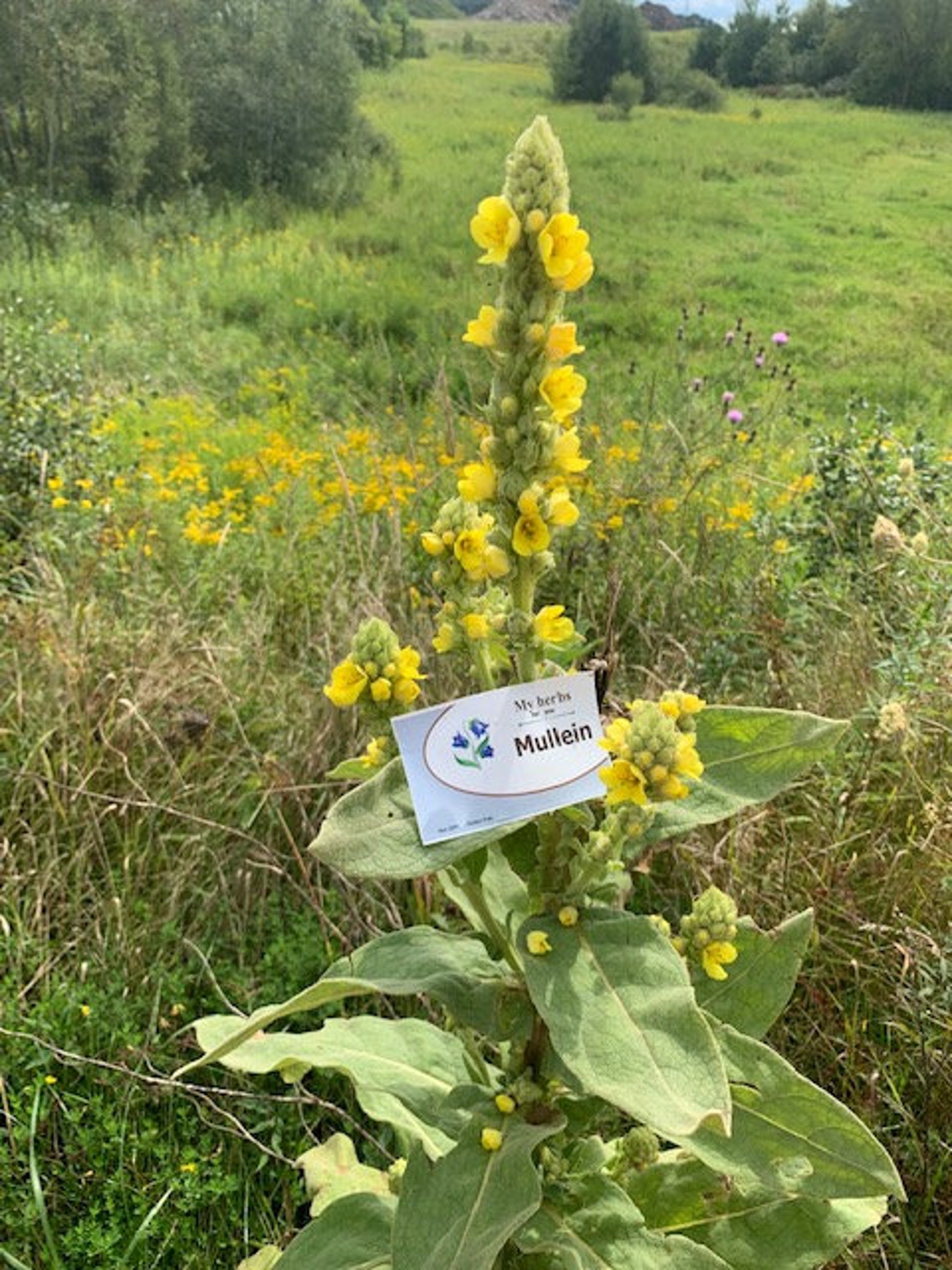 Mullein FRESH Organic Plant Tincture Verbascum - Etsy