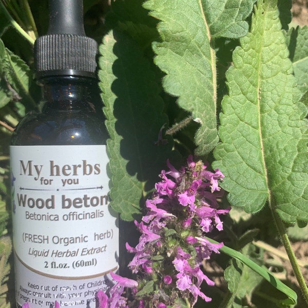 Wood Betony - Etsy